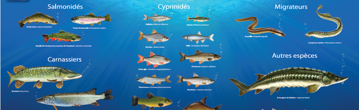 Les espèces piscicoles - Fédération de pêche du Gers